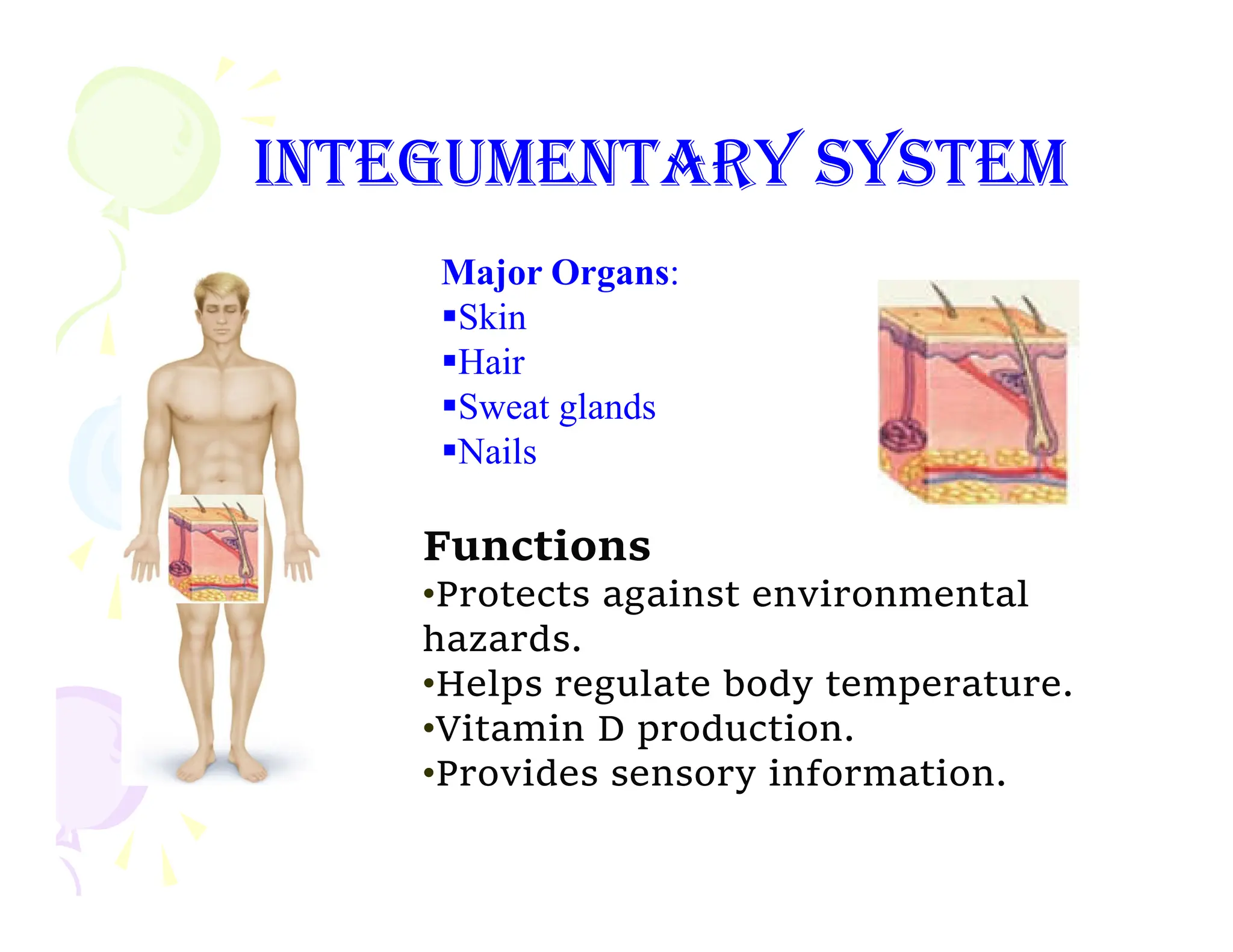 anatomy and physiology-lecture2.pdf