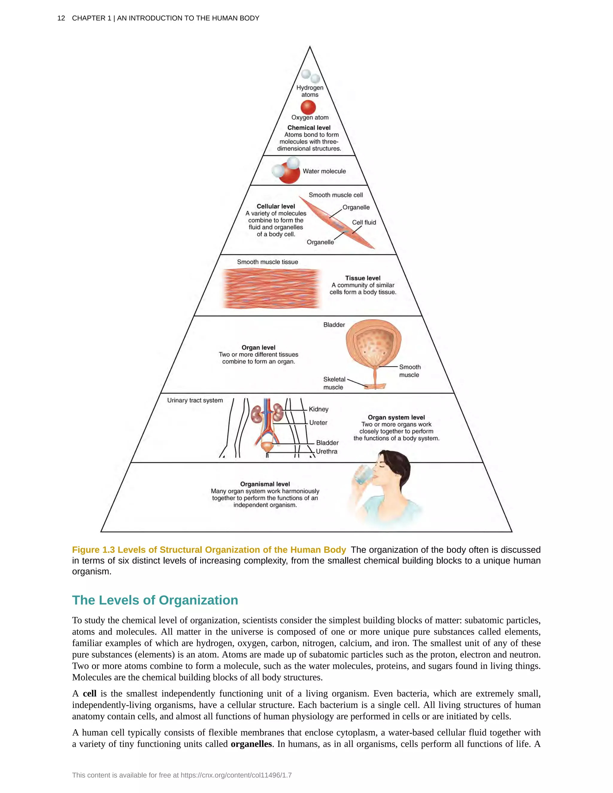 Anatomy and Physiology - Openstax College.pdf