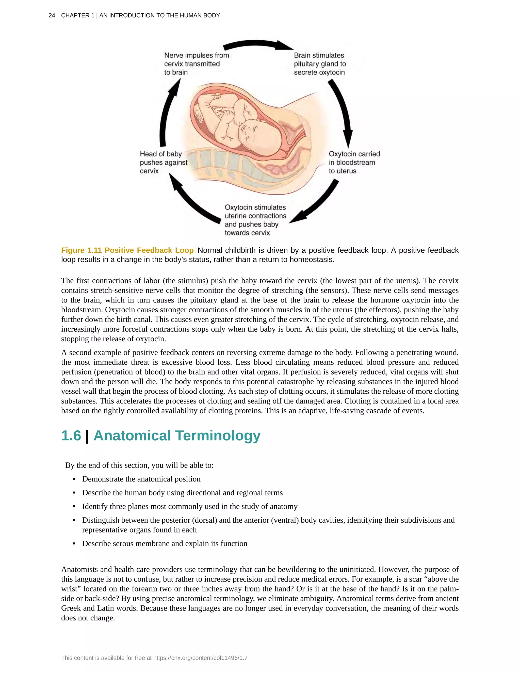 Anatomy and Physiology - Openstax College.pdf