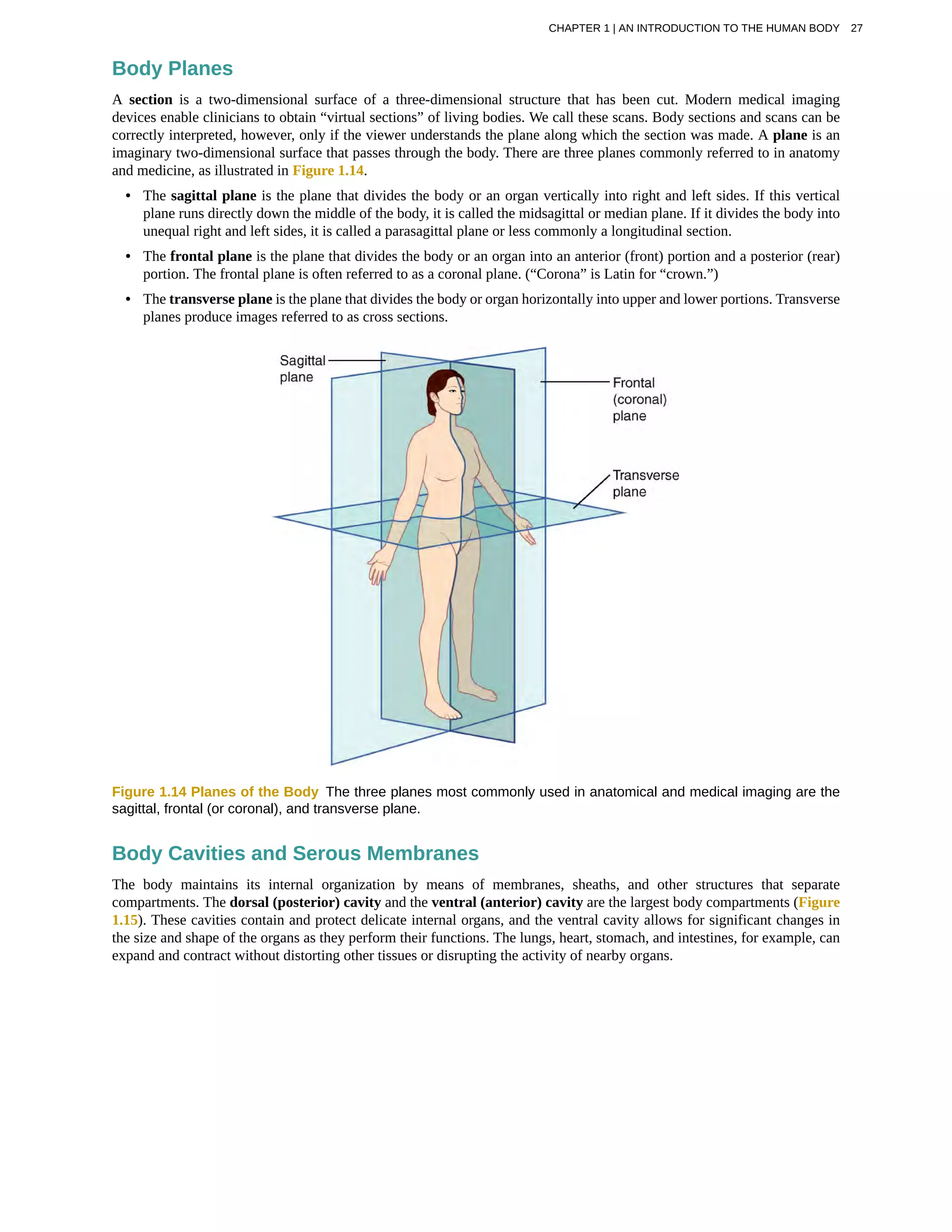 Anatomy and Physiology - Openstax College.pdf