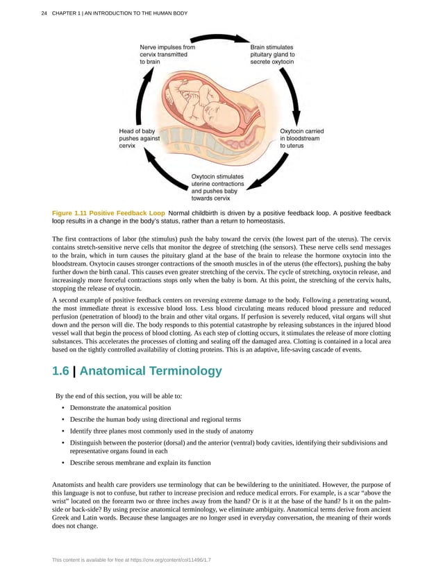 Anatomy and Physiology - Openstax College.pdf