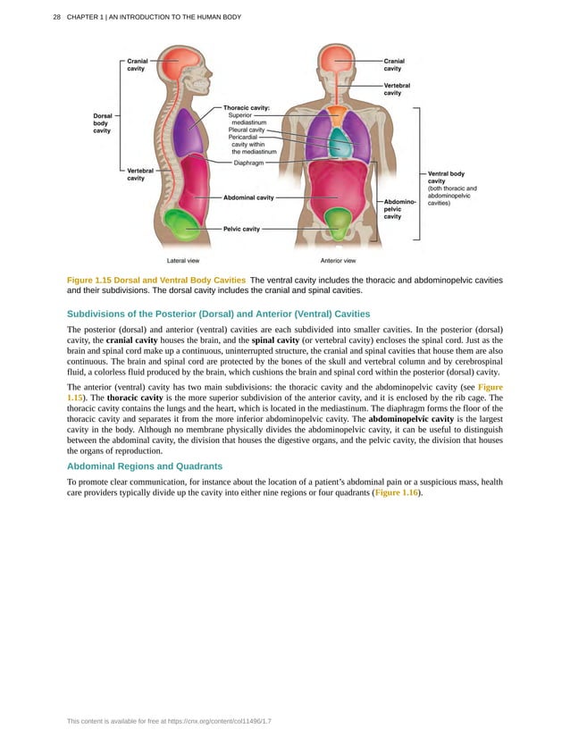 Anatomy and Physiology - Openstax College.pdf