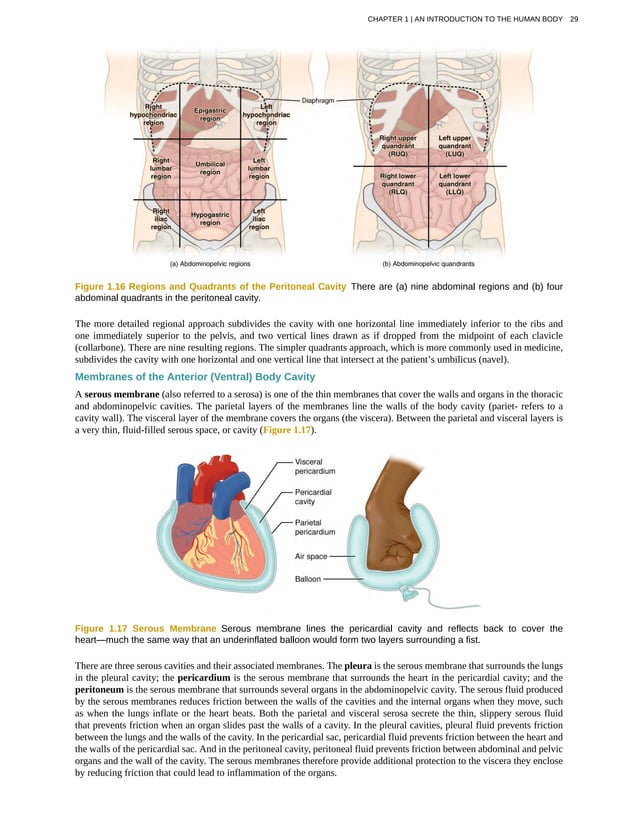 Anatomy and Physiology - Openstax College.pdf