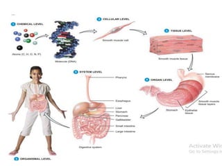 ANATOMY AND PHYSIOLOGY for nurses and mid | PPTX