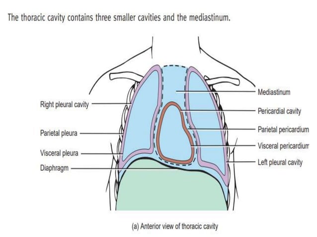 ANATOMY AND PHYSIOLOGY for nurses and mid | PPTX | Biological Sciences | Science