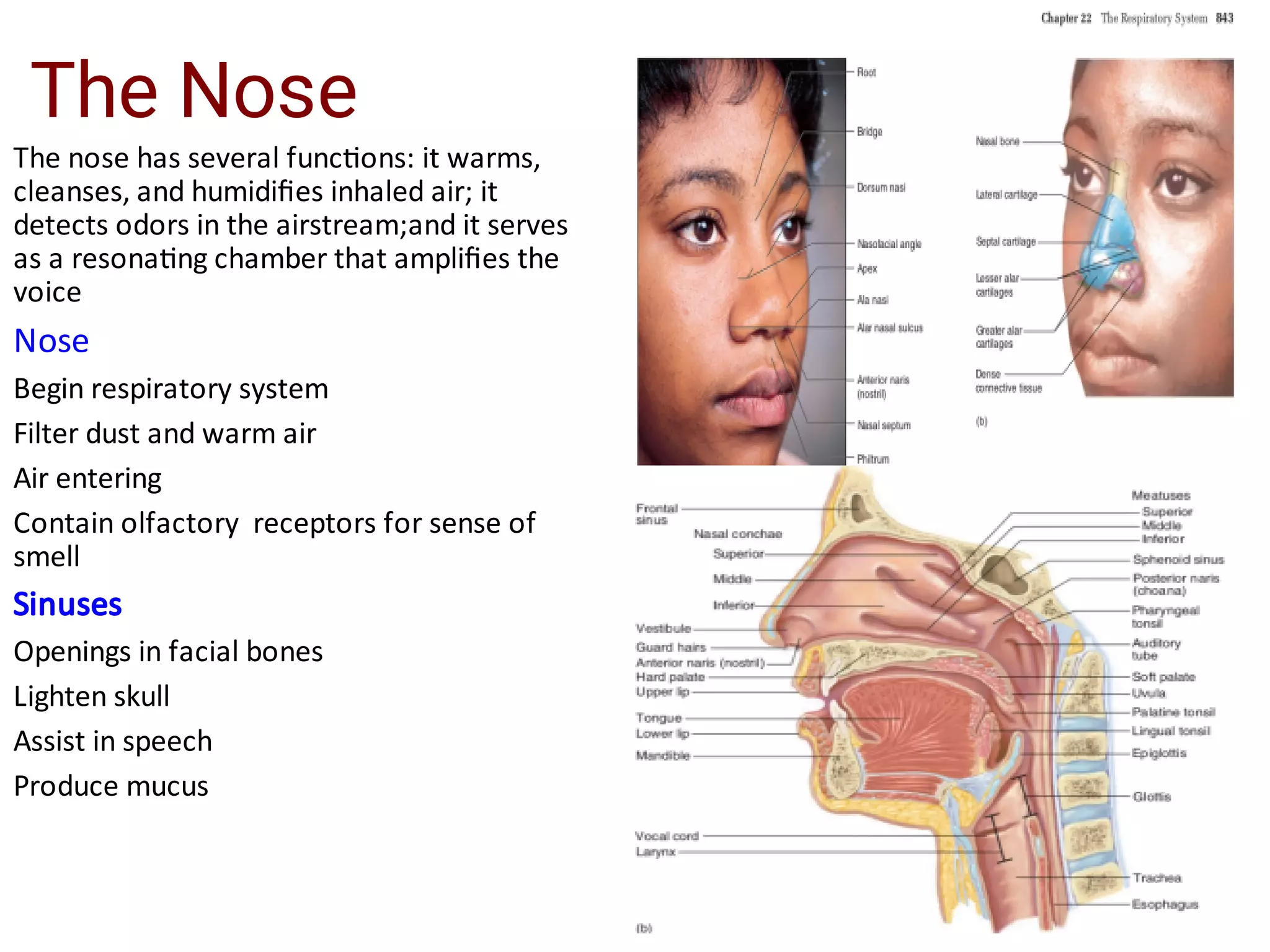 Skin Anatomy Anatomy Respiratory System Anatomy