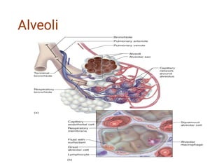 Anatomy and physiology RESPIRATORY system | PDF