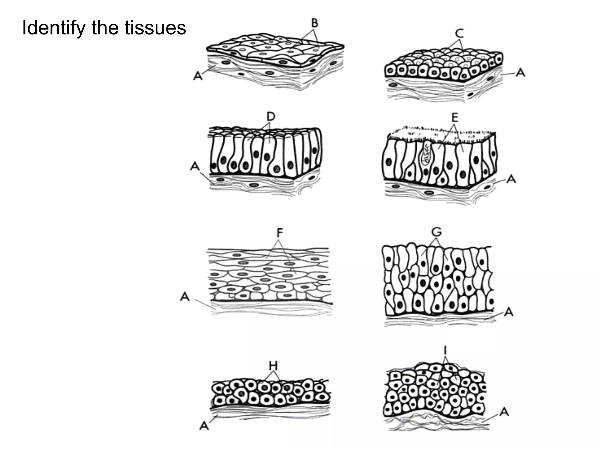 Anatomy And Physiology of Human tissues | PDF