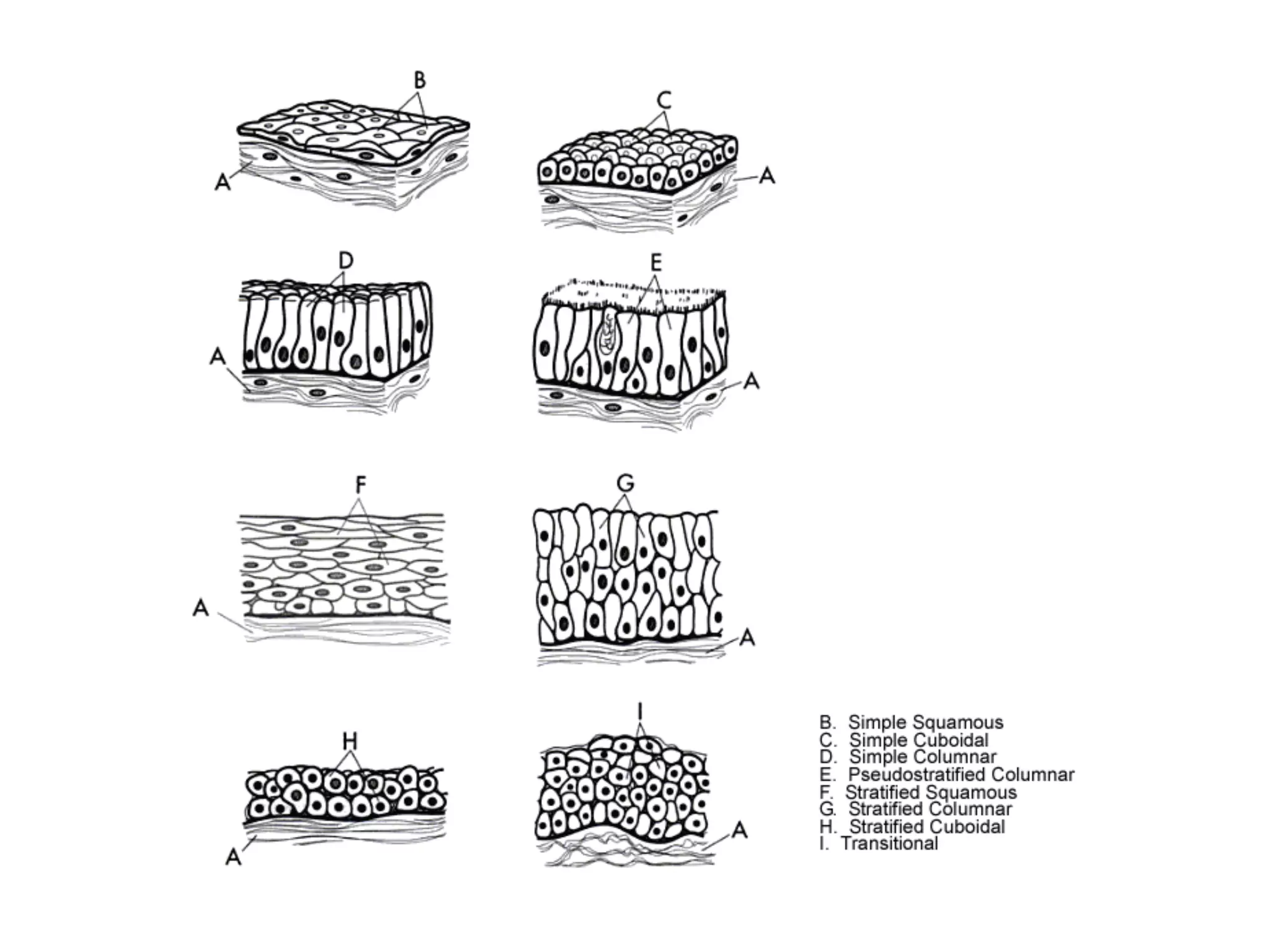 Anatomy And Physiology of Human tissues | PDF