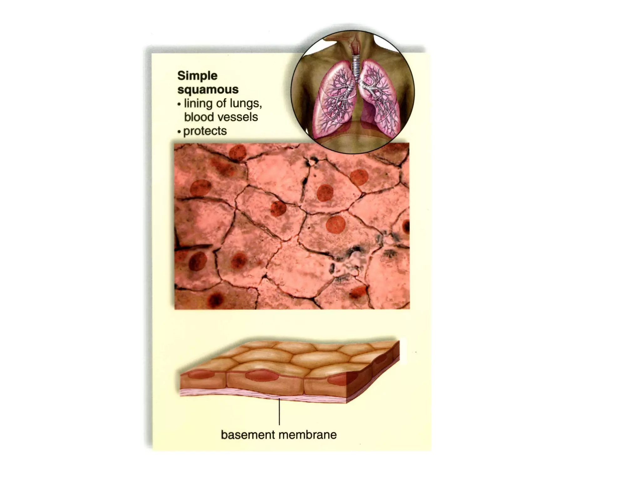 Anatomy And Physiology of Human tissues | PDF