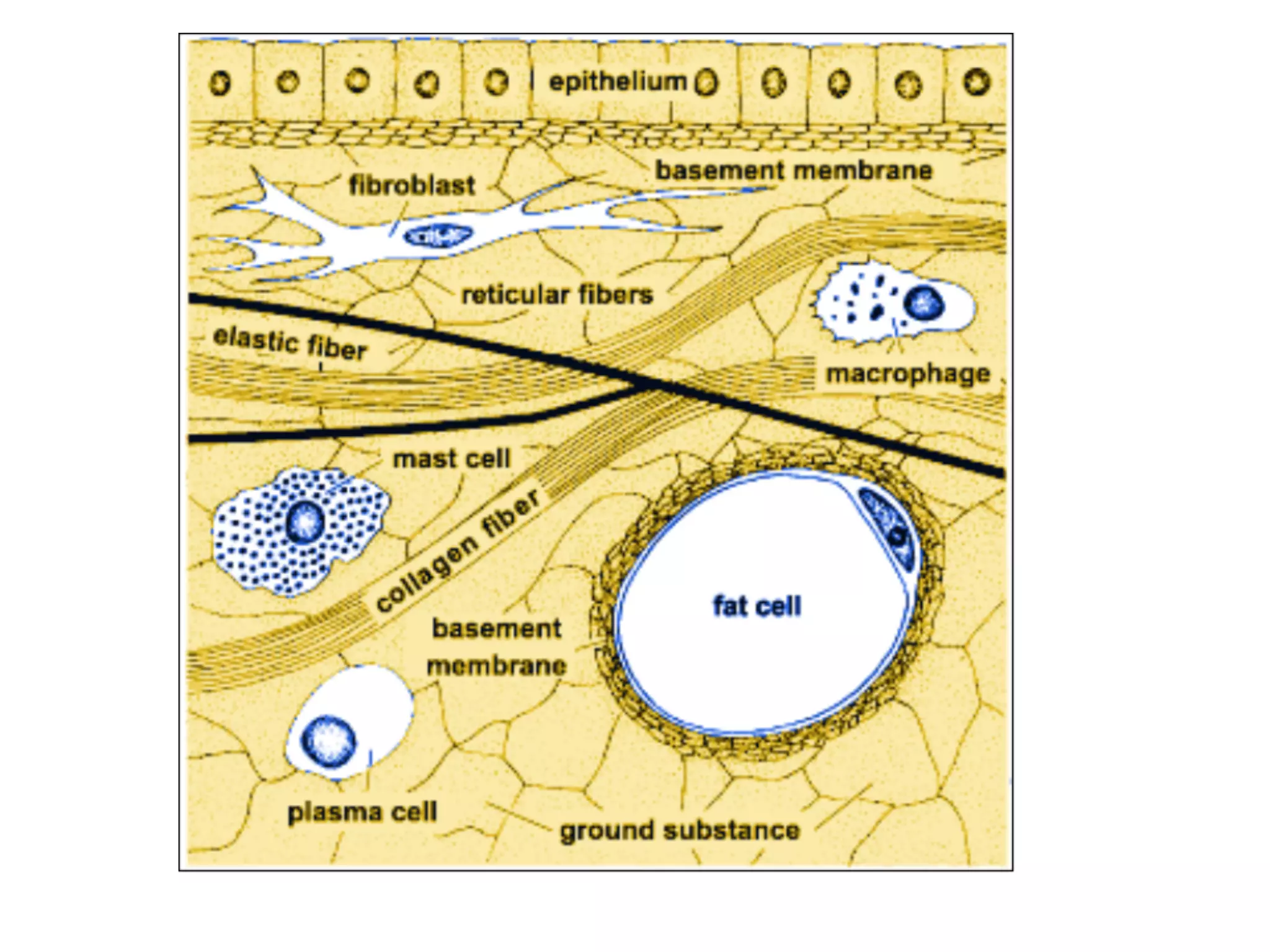 Anatomy And Physiology of Human tissues | PDF