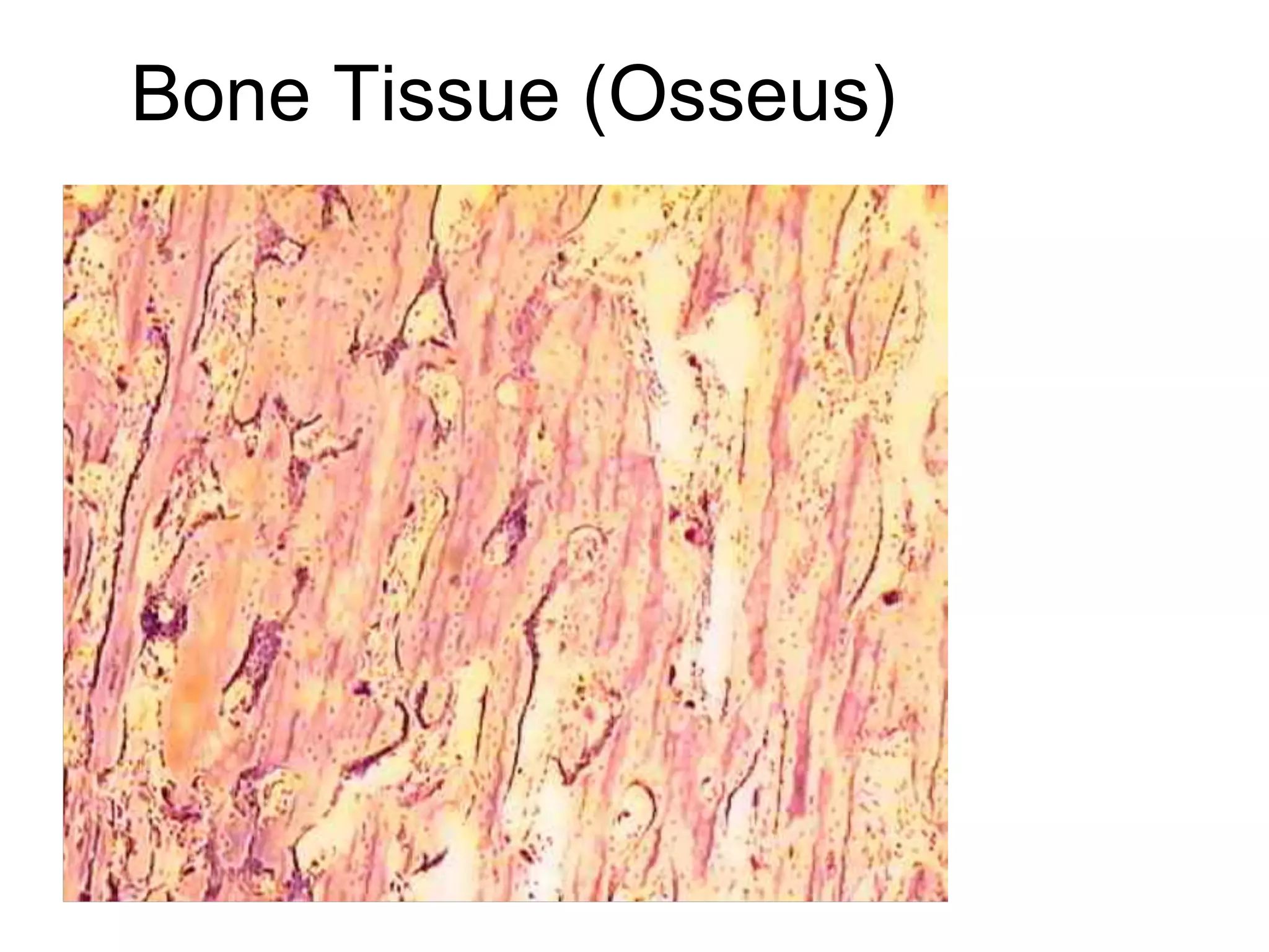 Anatomy And Physiology of Human tissues | PDF