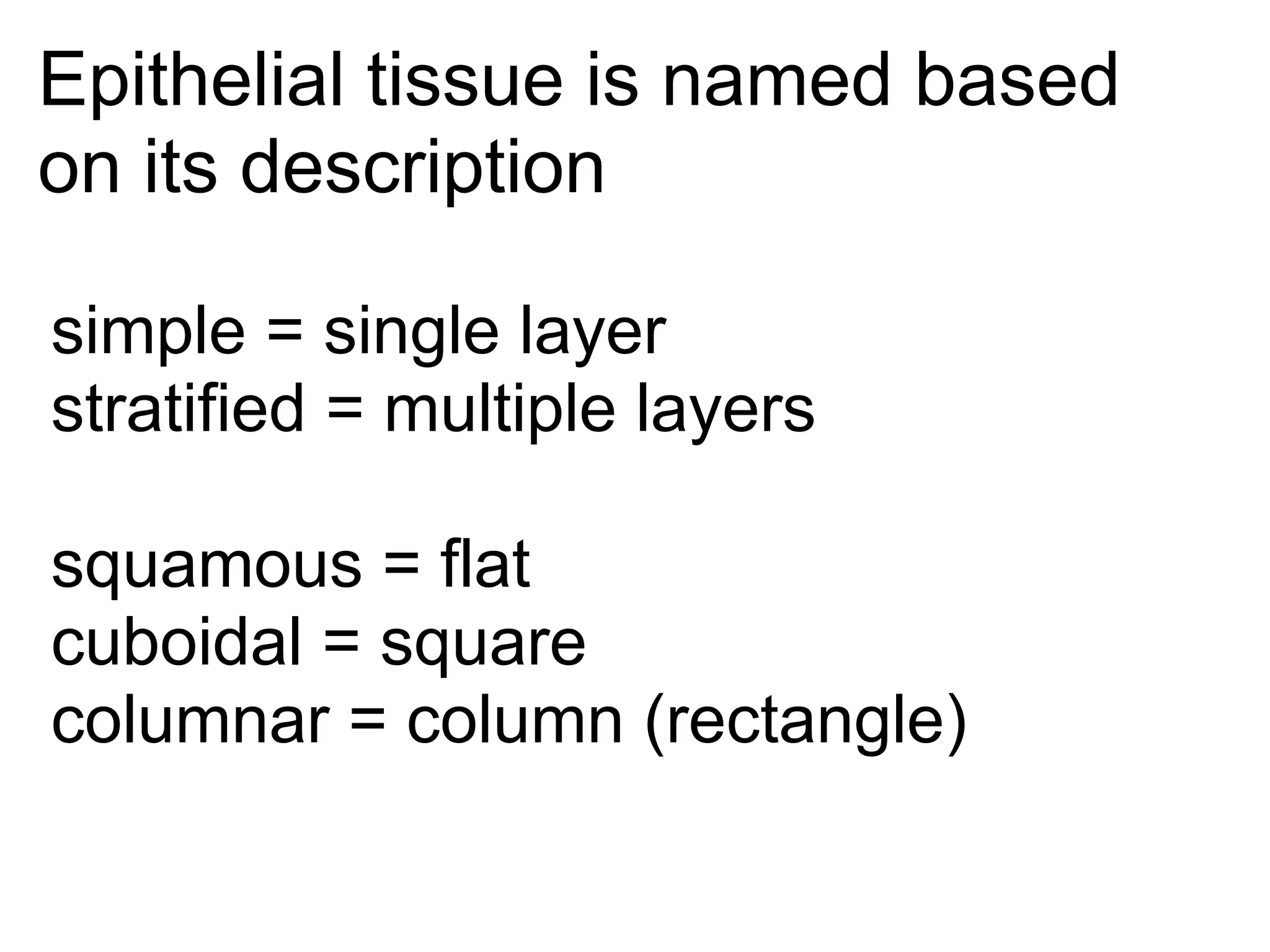 Anatomy And Physiology of Human tissues | PDF