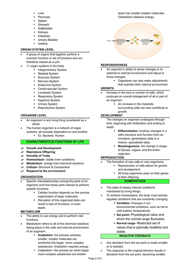 Anatomy and Physiology Chapter 1 Notes.pdf | Biological Sciences | Science