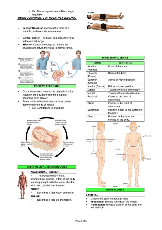 Anatomy and Physiology Chapter 1 Notes.pdf | Biological Sciences | Science
