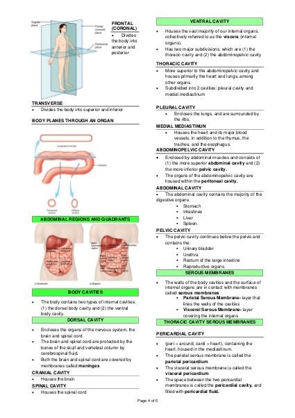 Anatomy and Physiology Chapter 1 Notes.pdf