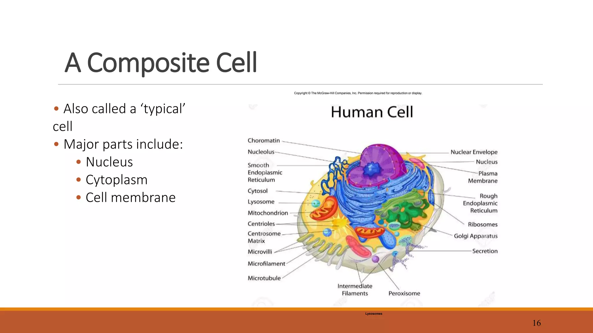 Anatomy and Physiology chapter 2.pptx