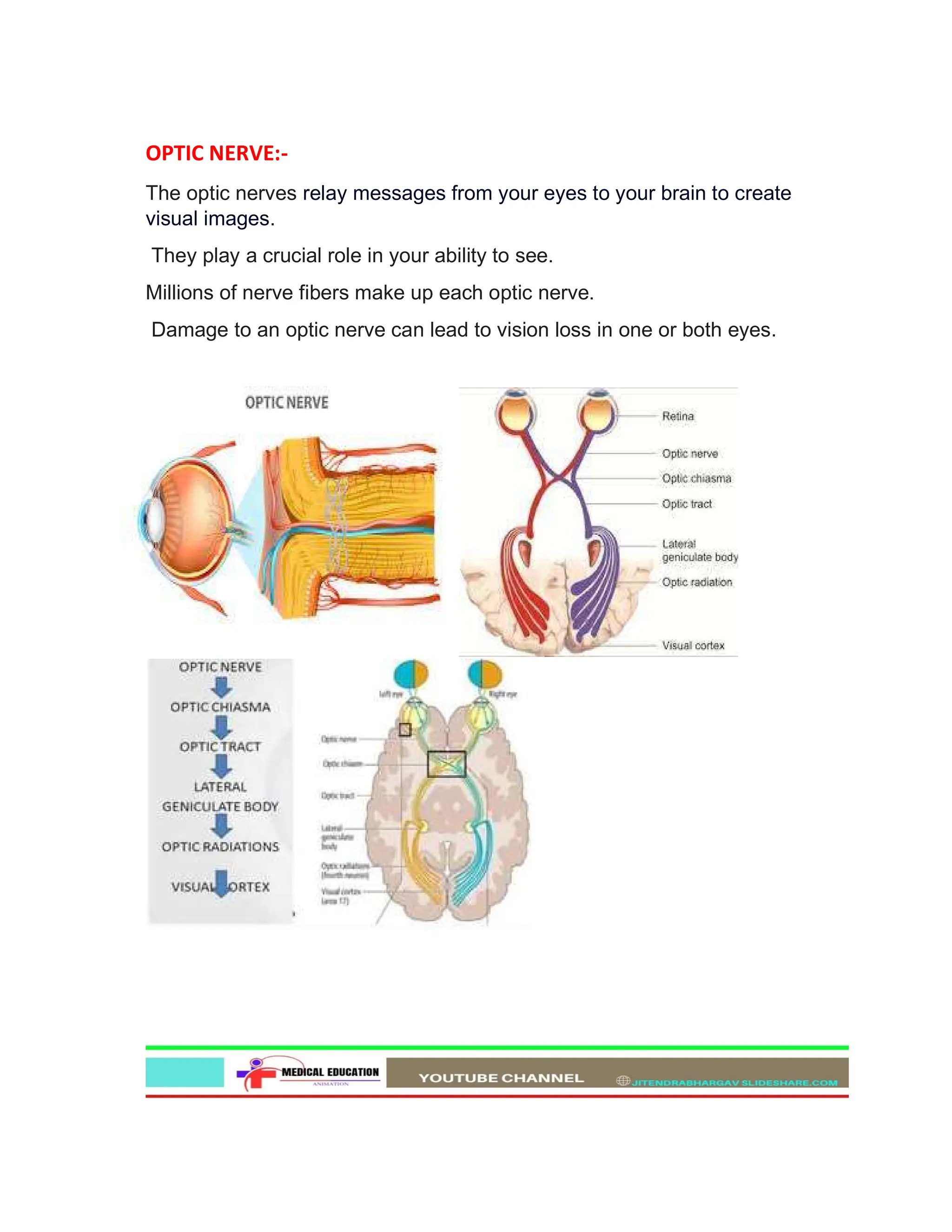 anatomy and physiology eye.pdf