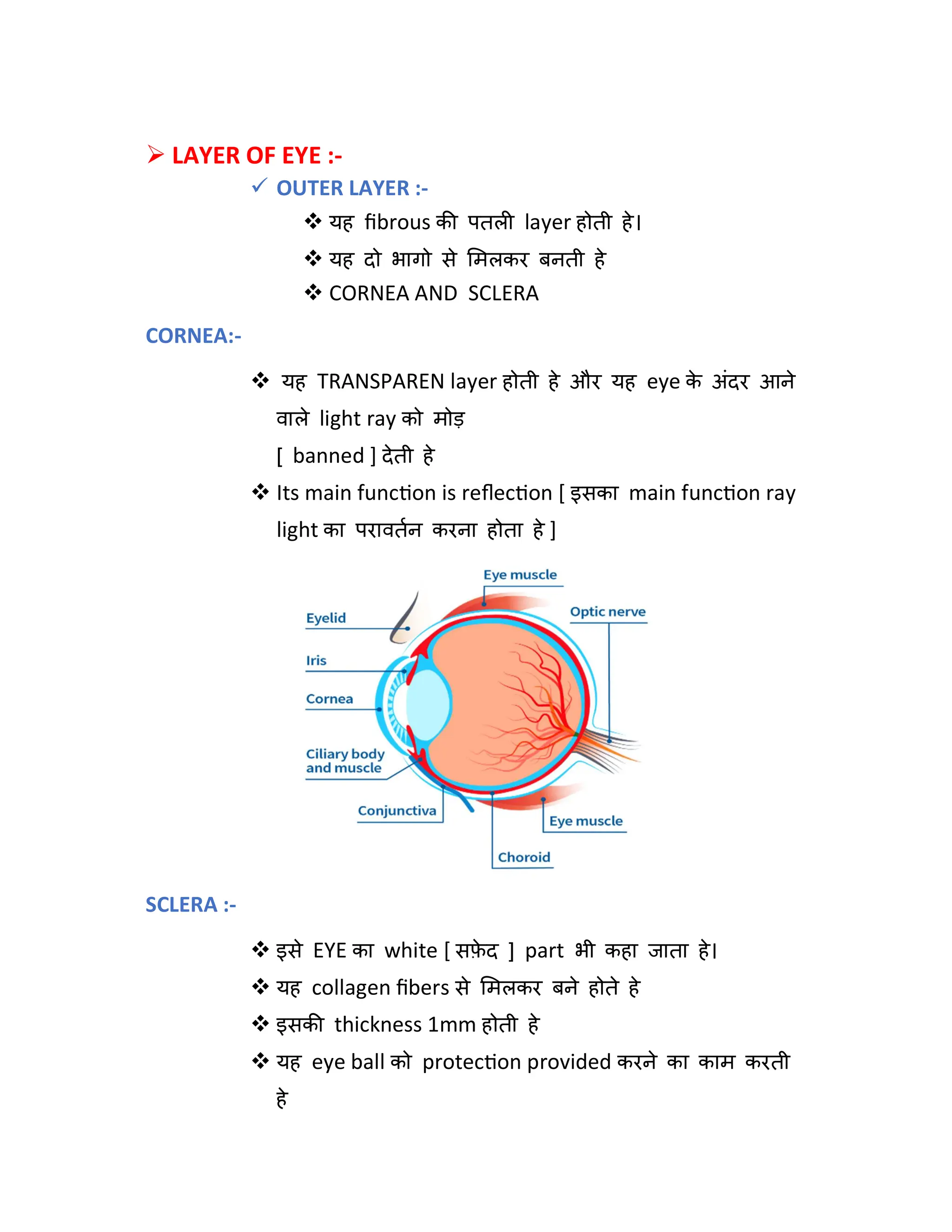 anatomy and physiology eye.pdf
