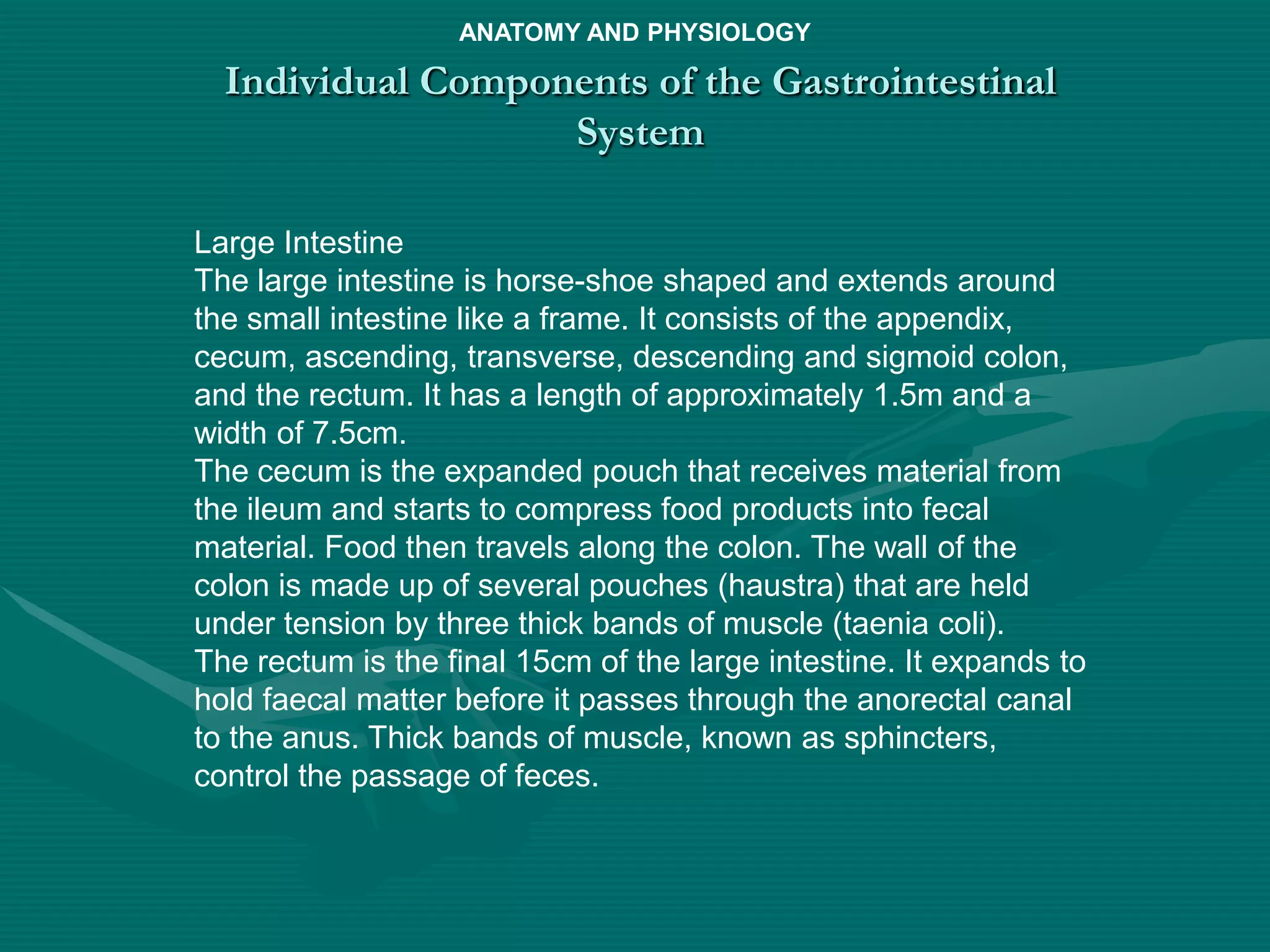 Anatomy and physiology ; gastrointestinal.pdf | Digestive Disorders ...