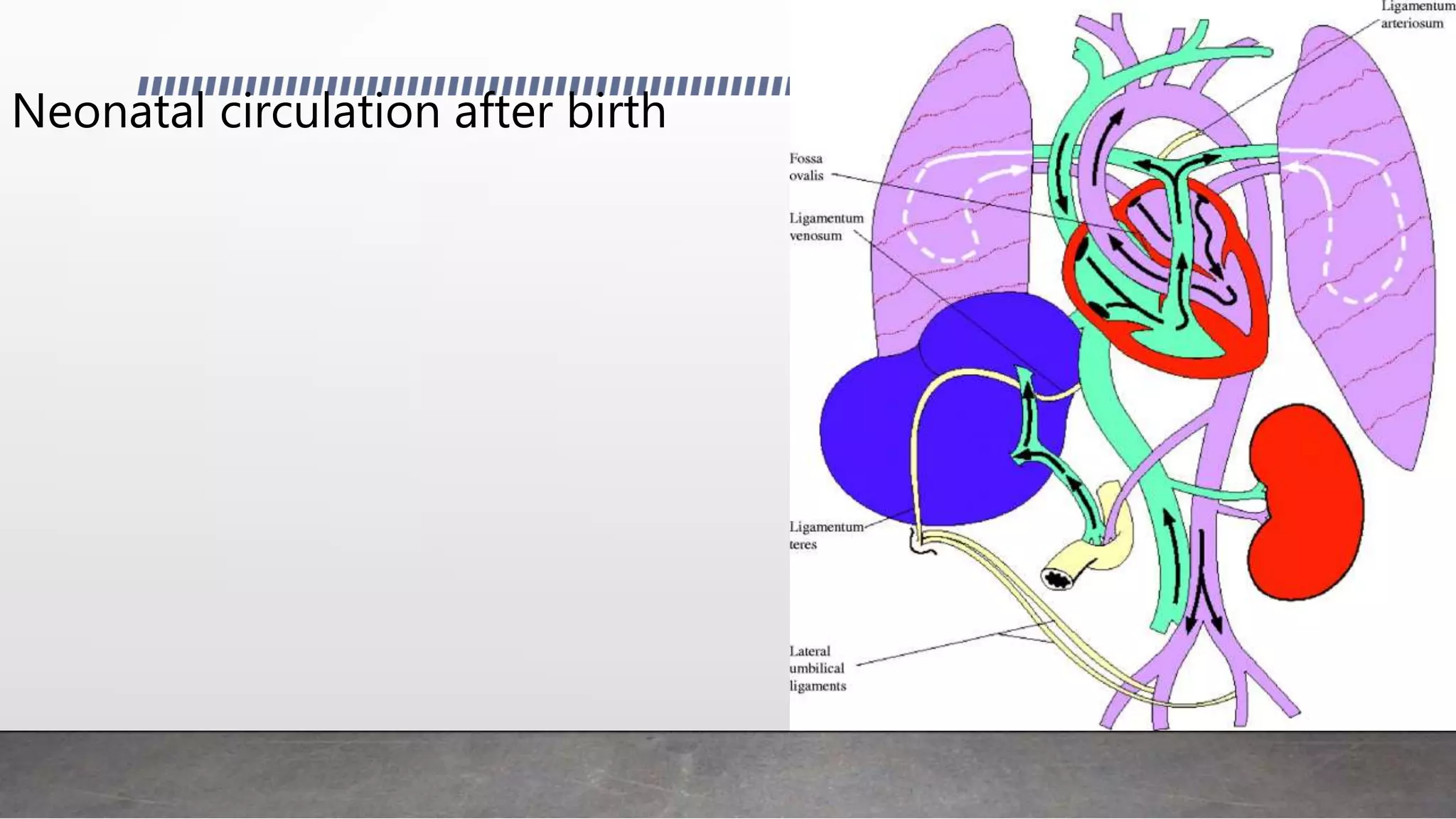 Anatomy and physiology in pediatrics | PPTX