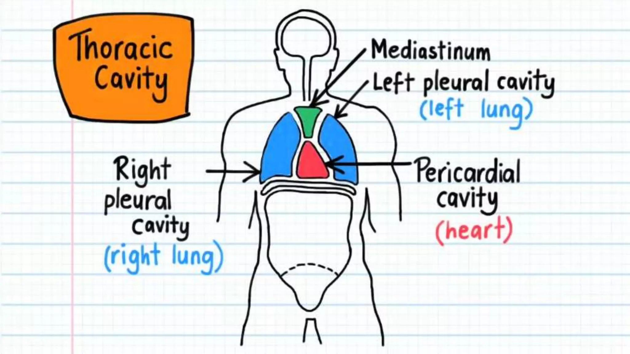 Anatomy and Physiology Intro | PPT