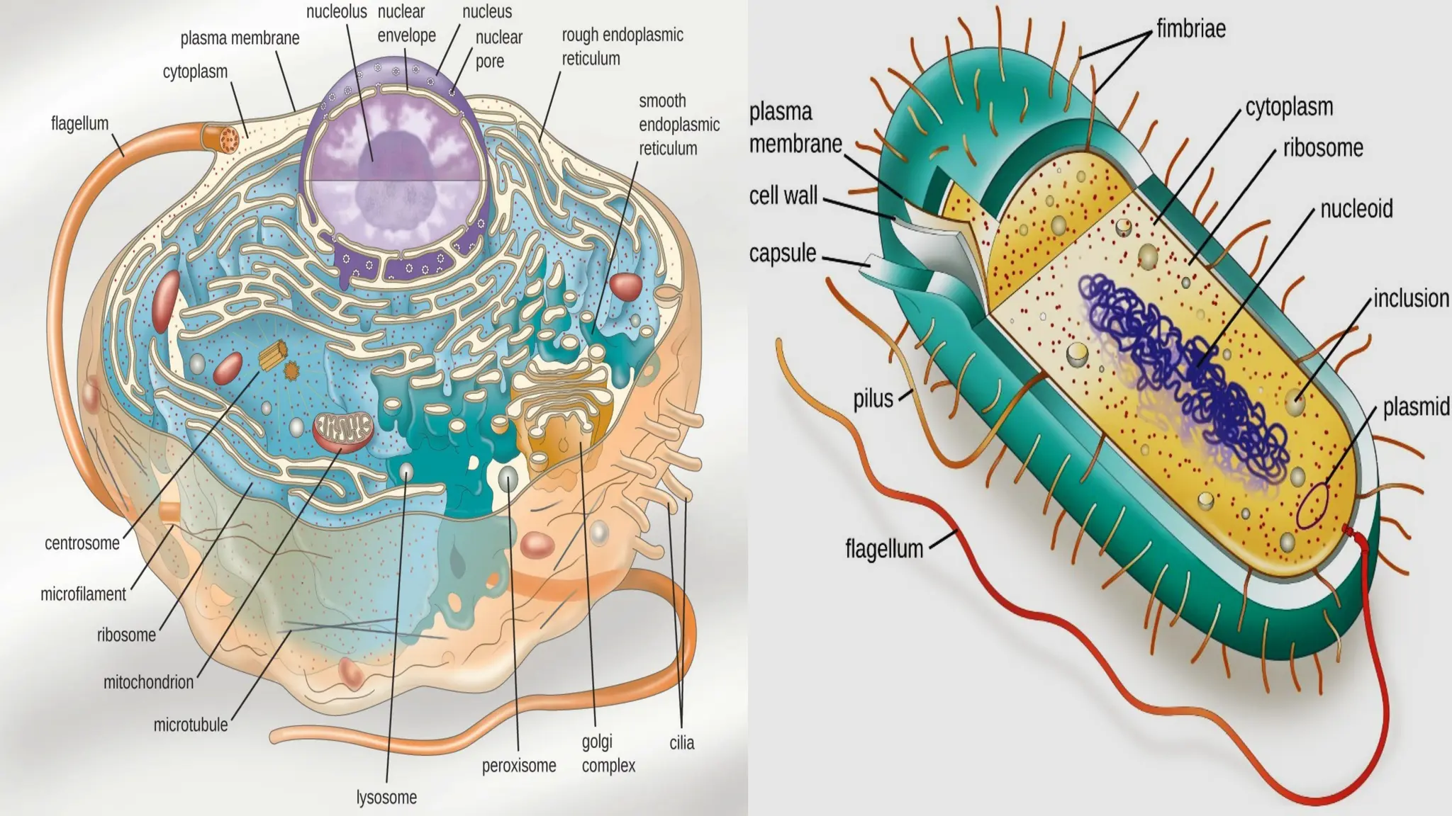 Cell types (eukaryotes and prokaryotes) and thier definition | PPT
