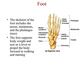 Anatomy and physiology musculoskeletal | PPT