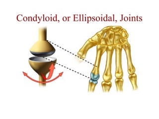 Anatomy and physiology musculoskeletal | PPT