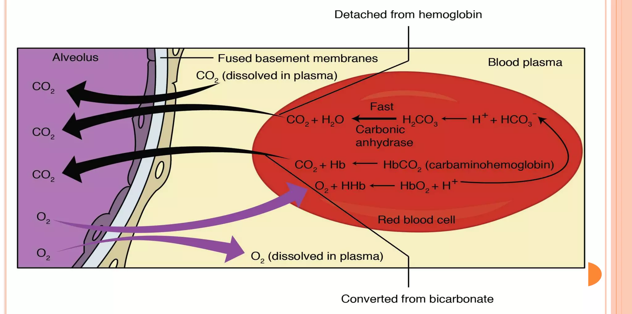 Anatomy and physiology of lung | PPTX