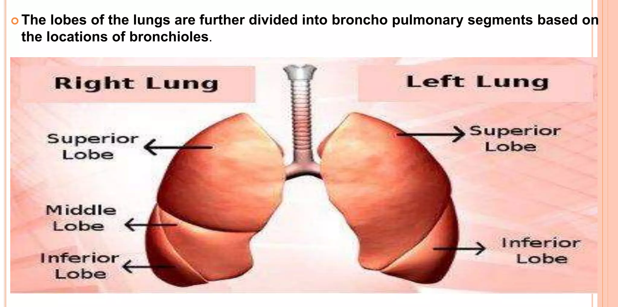 Anatomy and physiology of lung | PPTX