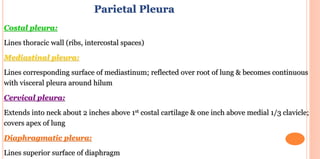 Anatomy and physiology of lung | PPTX