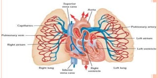 Anatomy and physiology of lung | PPTX