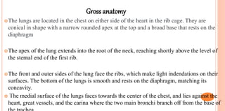 Anatomy and physiology of lung | PPTX