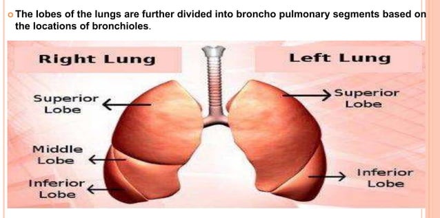 Anatomy and physiology of lung | PPTX | Lung and Respiratory Health ...
