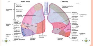 Anatomy and physiology of lung | PPTX