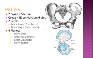 Anatomy and physiology of Femal reproductive system | PPTX