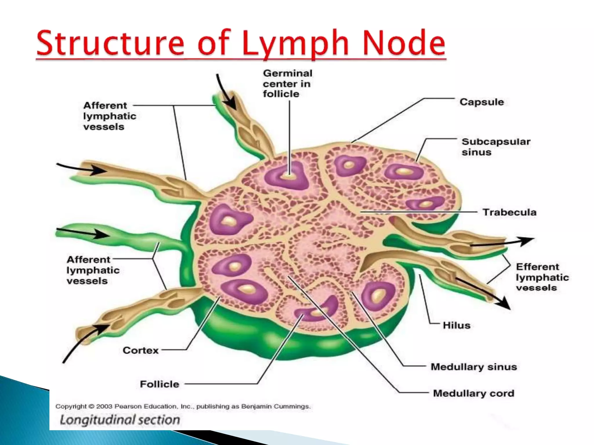 Anatomy and physiology of Lymphatic System | PPTX