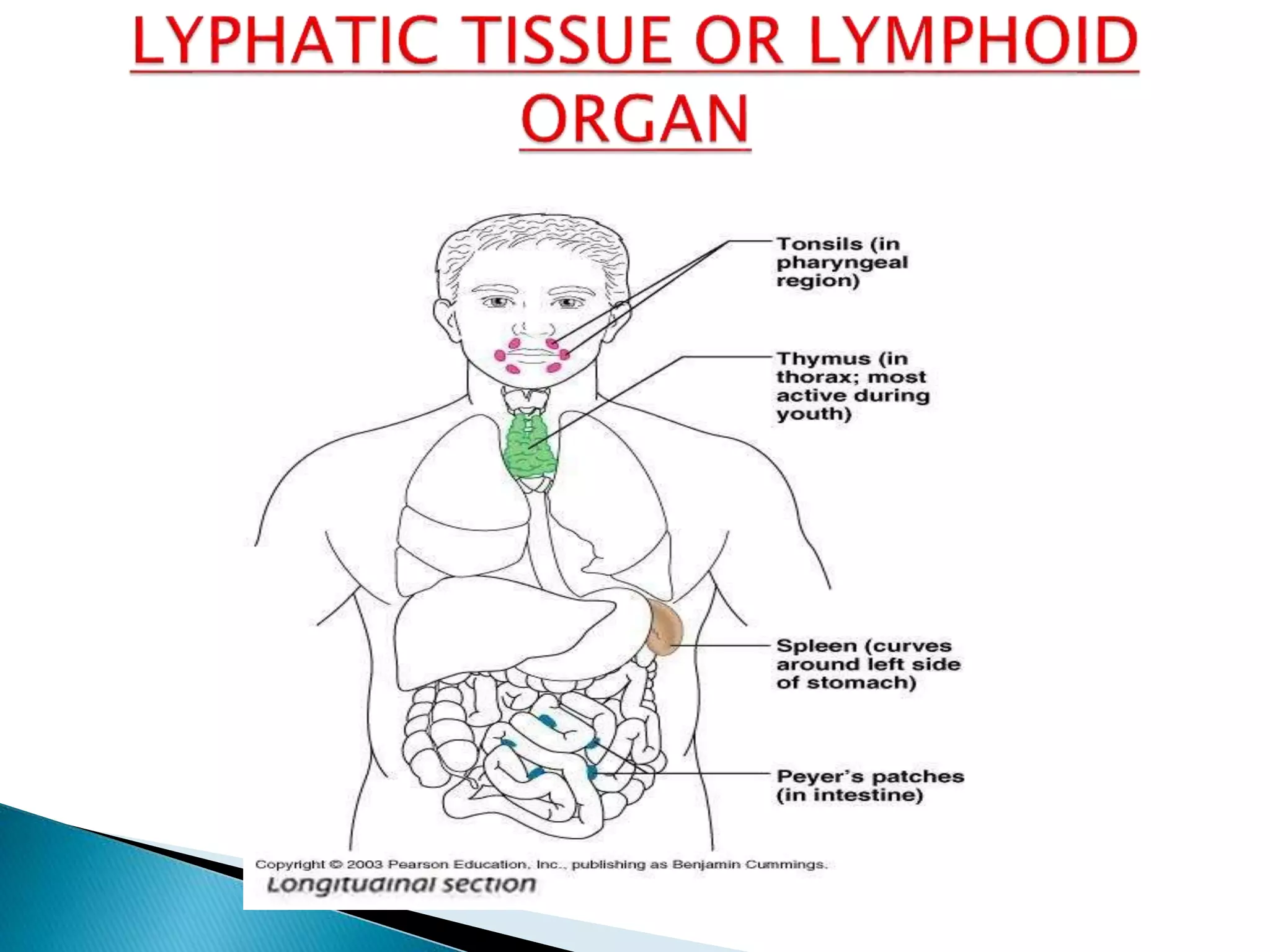 Anatomy and physiology of Lymphatic System | PPTX