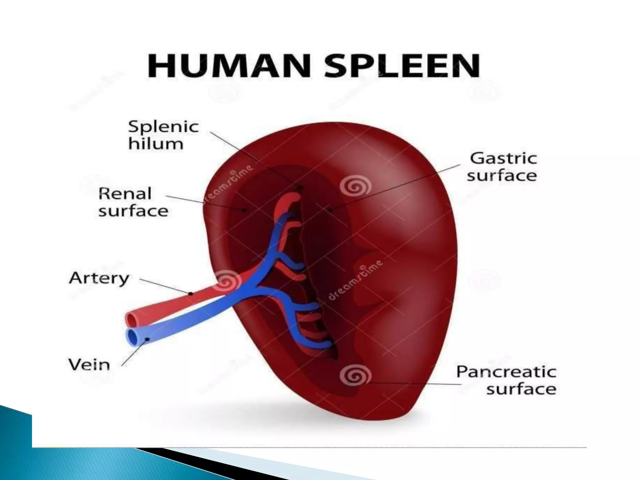 Anatomy and physiology of Lymphatic System | PPTX