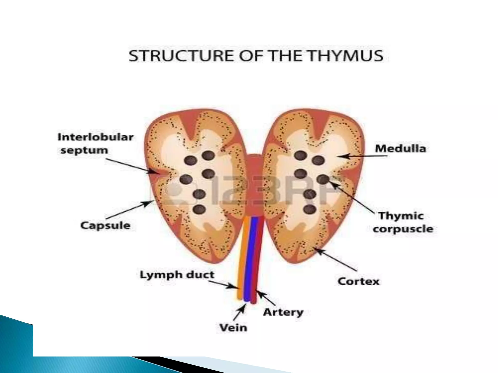 Anatomy and physiology of Lymphatic System | PPTX