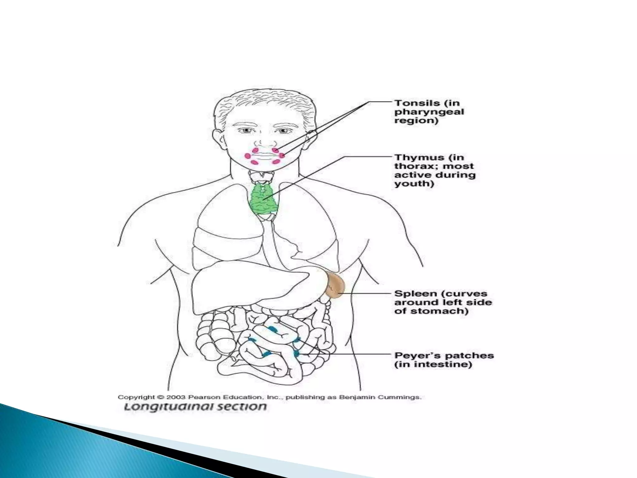 Anatomy and physiology of Lymphatic System | PPTX