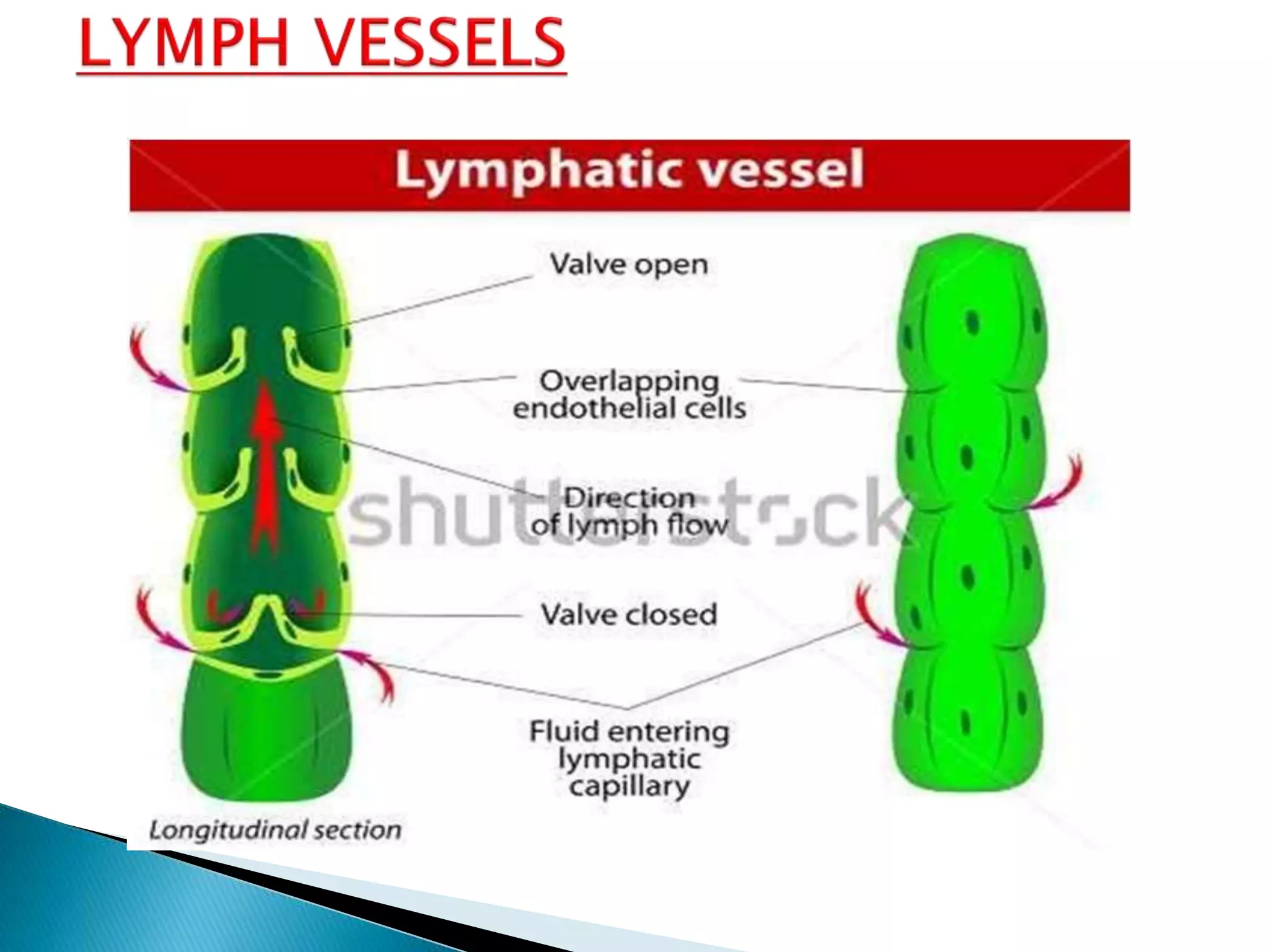 Anatomy and physiology of Lymphatic System | PPTX
