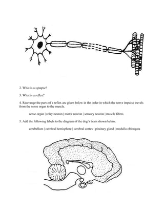 Anatomy and physiology of animals | DOC