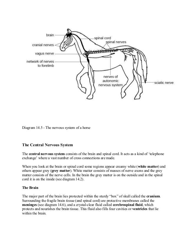 Anatomy and physiology of animals