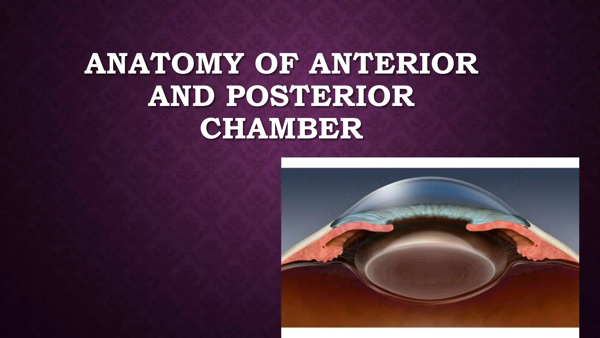 ANATOMY AND PHYSIOLOGY OF ANTR AND POSTR CHAMBER (1).pdf