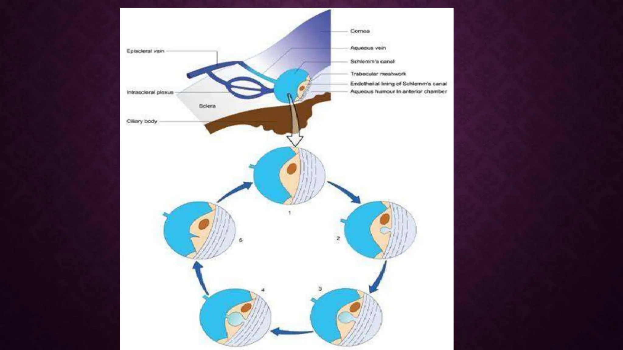 ANATOMY AND PHYSIOLOGY OF ANTR AND POSTR CHAMBER (1).pdf