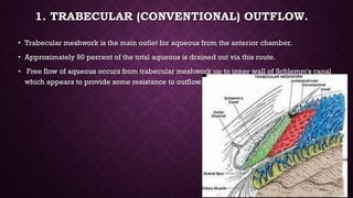 ANATOMY AND PHYSIOLOGY OF ANTR AND POSTR CHAMBER (1).pdf