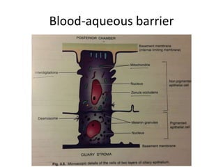 Anatomy and physiology of aqueous humor | PPTX