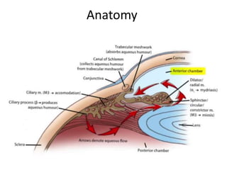 Anatomy and physiology of aqueous humor | PPTX | Eye and Vision ...